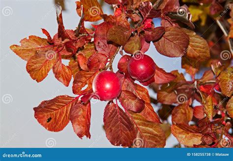 Ripe Plumes In Treee Stock Photo Image Of Brown Ripening