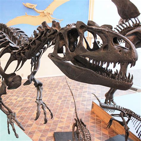 巡回展「ポケモン化石博物館」pokémon Fossil Museum 国立科学博物館