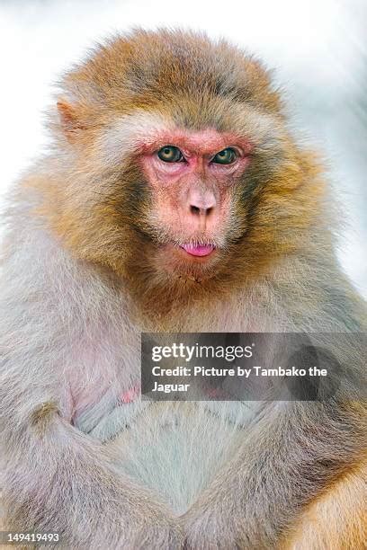 Fat Monkey Photos And Premium High Res Pictures Getty Images