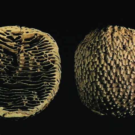 Michael Hensel Professor Full Dipl Ing Grad Dip Des Aa Phd Tu Wien Vienna Tu Wien