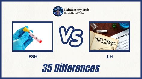 35 Difference Between FSH And LH Laboratory Hub