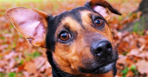 Cómo Enseñarle A Un Cachorro Su Nombre Mundo Cachorro