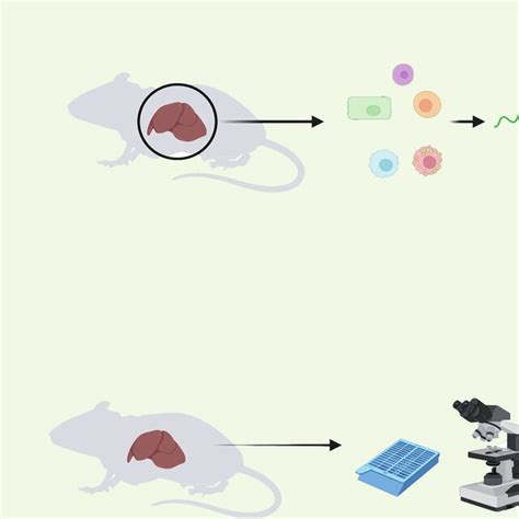 Signaling Pathways Of Macrophage Polarization Schematic Showing