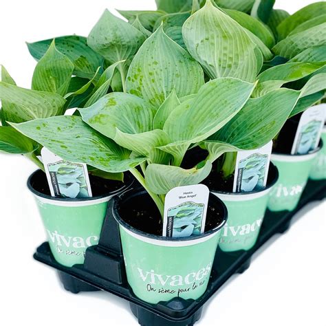 Selection Of Assorted Perennials Jardineries Botanix