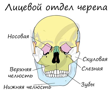 Таблица по биологии отделы тела скелета кости