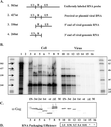 Rna Packaging Ef Fi Ciencies Of Fv Gag C Terminal Truncation Mutants Download Scientific