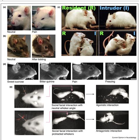 Figure 1 From Body Language Signals For Rodent Social Communication Semantic Scholar