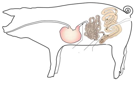 Monogastric Digestive System Diagram Quizlet