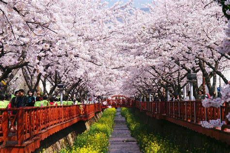 6 Tempat Asyik Untuk Menikmati Musim Semi Di Korea Keluyuran