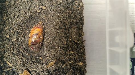 Выход жука носорога из куколки Youtube