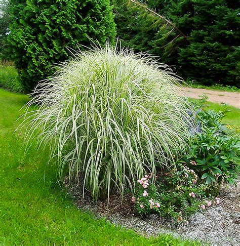 Variegated Maiden Grass For Sale Online The Tree Center