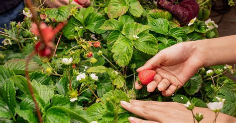 온실의 정원 침대에서 녹색 덤불에서 자라는 붉은 익은 딸기를 따는 두 젊은 농부의 손 사진 Unsplash의 유기농 이미지