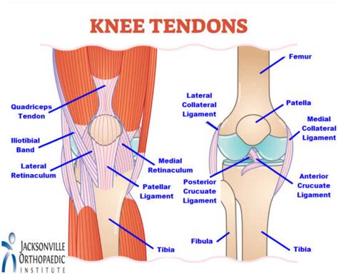 Tendons Of The Knee Anatomy Knee Sprain Harvard Health