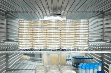 Temperature Controlled Incubator Cell Culture Incubator Price