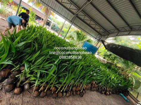 พันธุ์มะพร้าวน้ำหอม สายพันธุ์บ้านแพ้ว ก้นจีบ พันธุ์ต้นเตี้ย ใช้เวลาปลูก 2 5 3 ปี เริ่มติดจั่น