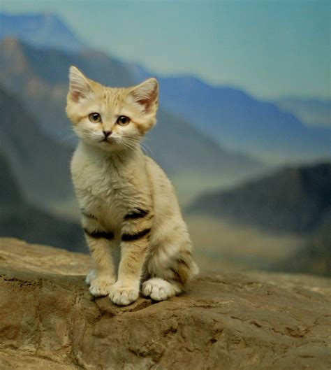 Sandkatt Felis Margarita Naturfakta