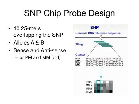 Ppt Snp Chips Powerpoint Presentation Free Download Id 4785262