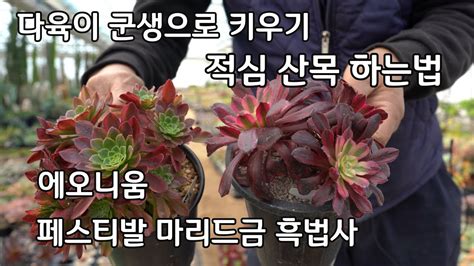다육이 군생 키우기 다육식물 번식 적심 산목 하는법 에오니움 Youtube