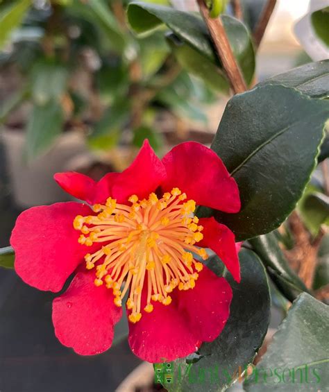Festive Yuletide Camellia