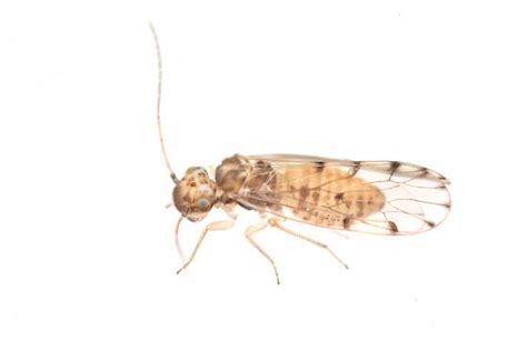 Ectopsocus Ectopsocus Californicus Bugguidenet