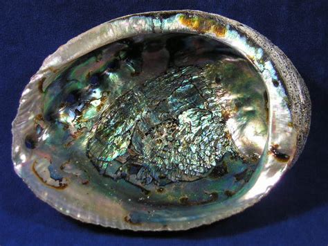 Mother Of Pearl Vs Abalone The Key Differences You Did Not Know How Gem