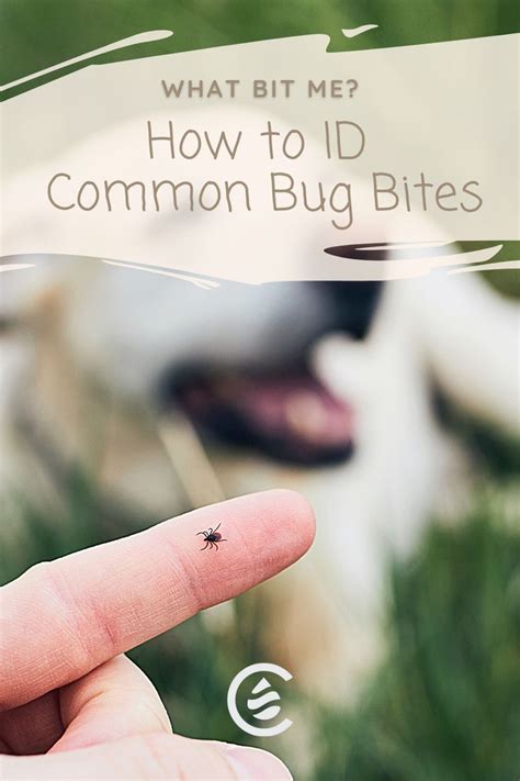 How To Identify Insect Bites A Comprehensive Guide To Recognizing