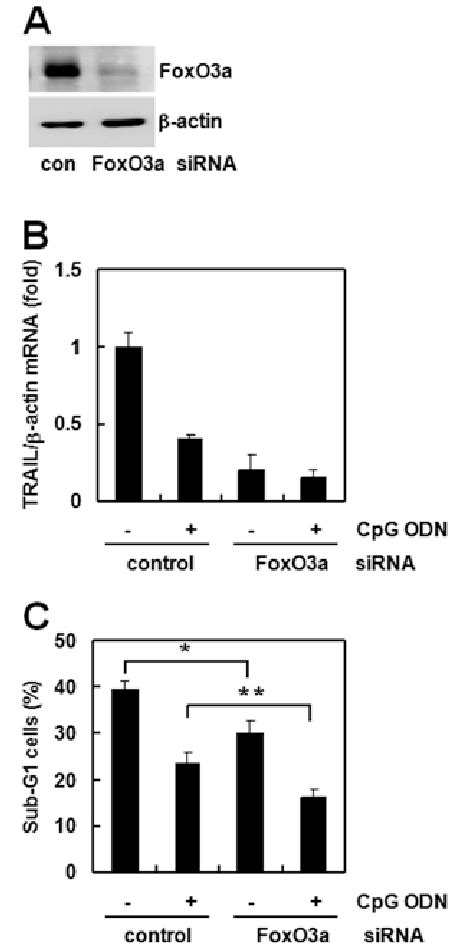 Foxo3a Sirna Decreases Tumor Necrosis Factor Related Apoptosisinducing