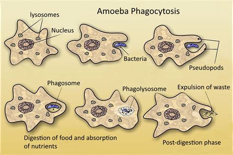 Difference Between Intracellular And Extracellular Digestion Definition Type Place Of