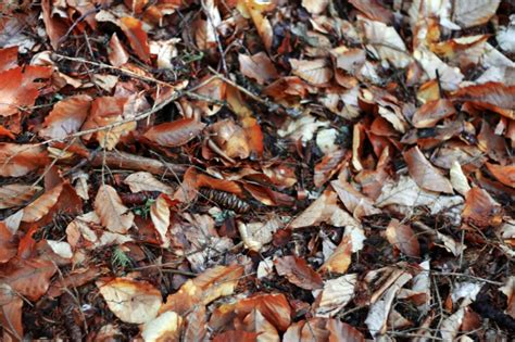 땅에 떨어진 노란 낙엽 사진 배경 및 무료 다운로드를위한 그림 Pngtree