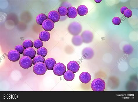 Bacteria Enterococcus Image And Photo Free Trial Bigstock