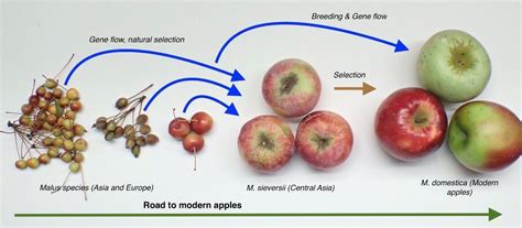 Simon Maechling On Linkedin Apples Are A Human Invention Human