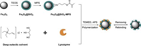 schematic illustration of the preparation of des fe3o4 sio2 mip