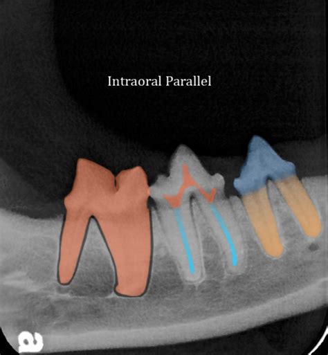 Cat Dental Radiograph Practice Diagram Quizlet