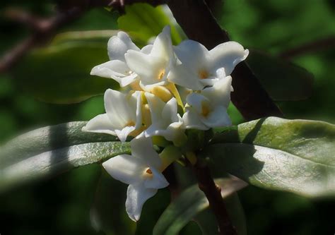 沈丁花 湖都の四季彩