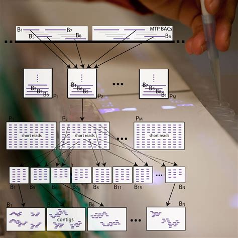 Selective Sequencing Through Combinatorial Pooling Plant Breeding And Genomics