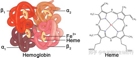 蛋白质和酶 Protein And Enzyme 知乎