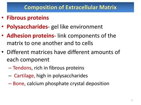Ppt Extracellular Matrix Powerpoint Presentation Free Download Id
