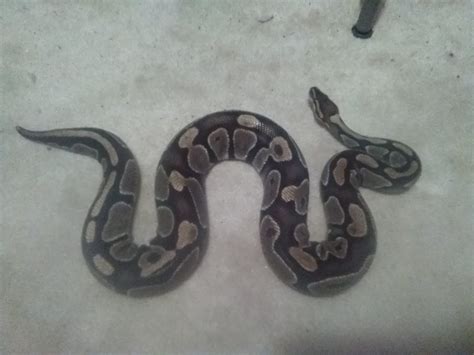 13 Year Old Ball Python Morph Arachnoboards