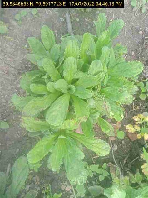 Photographs With Location And Timestamp Data Collection Kobotoolbox