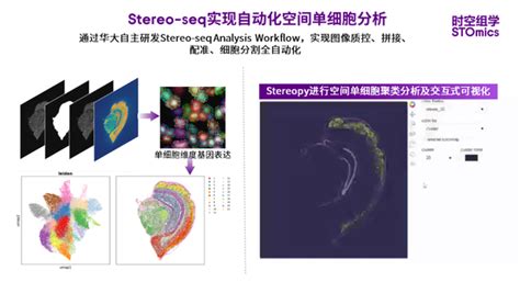 重磅 人人可及，时空组学技术stereo Seq再次升级 知乎