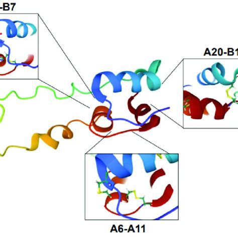 Proinsulin Structure Structure Of Proinsulin Highlighting The Download Scientific Diagram
