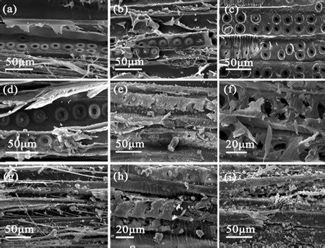 The Damage Level Of Aged Wood Samples From Sem Microanalysis A F 0 Download Scientific