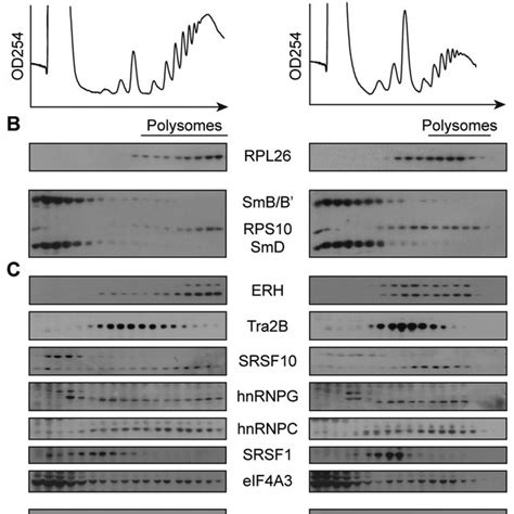 Candidates Identified By Proteomic Analysis Are Associated With Download Scientific Diagram