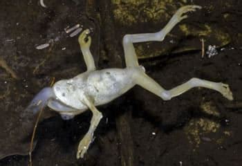Amphibian Population Declines The Biodiversity Group