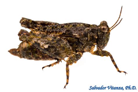 Orthoptera Tetrigidae Paratettix Mexicanus Mexican Pygmy Grasshopper