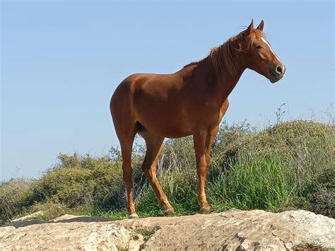 ביקורת ברקס Sram Db8 מאת איתי ברנדס מגזין אופניים