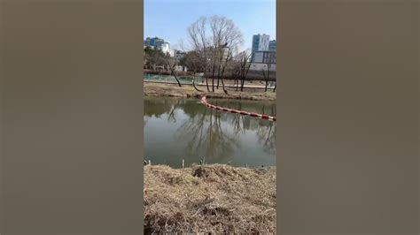 용인대를 비롯한 전국 대학 교외 수업 파크골프 경기도 성남시 분당구 수내 And 서현동에 있는 파크 골프장에 있습니다 파크 골프 열심히 선수생활 잘하고 있습니다