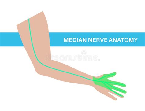 Stretch Median Nerve Stock Illustrations 6 Stretch Median Nerve Stock