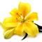 Orange And Yellow Flower Identification Guide Exotic Flower Names