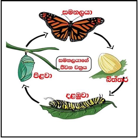 5 Hapana සමනලයා ගේ ජීවන චක්‍රය Life Cycle Of